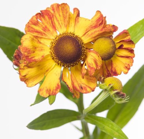 DutchFlowers - Boeket - 10x Helenium autumn fire 60cm | bol