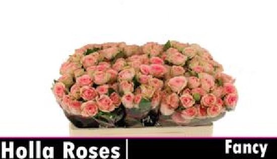 10x Rosa fancy 50cm | bol
