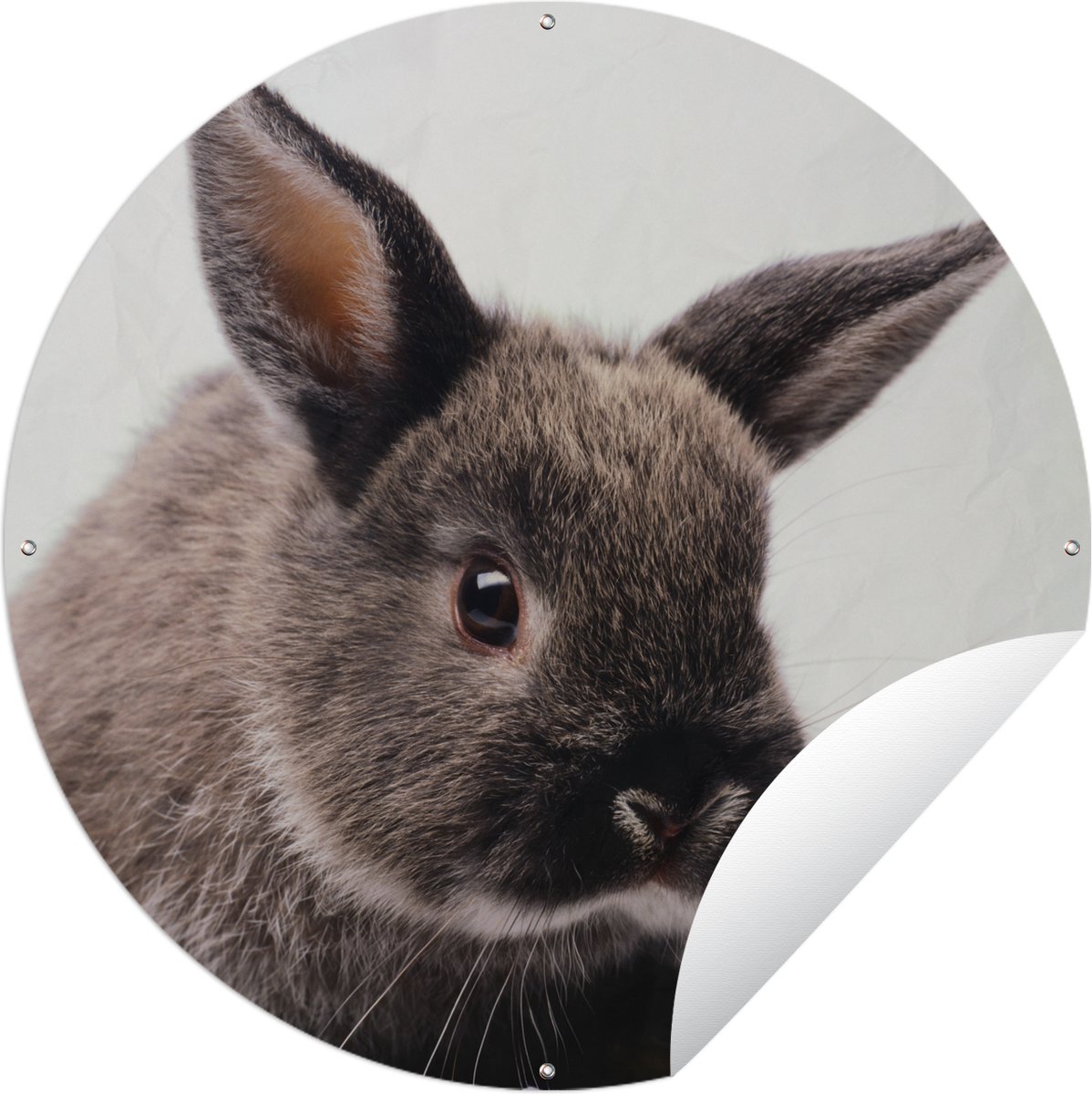 Affiche de jardin Lapins ronds - Portrait d'un lapin Poster Jardin ...