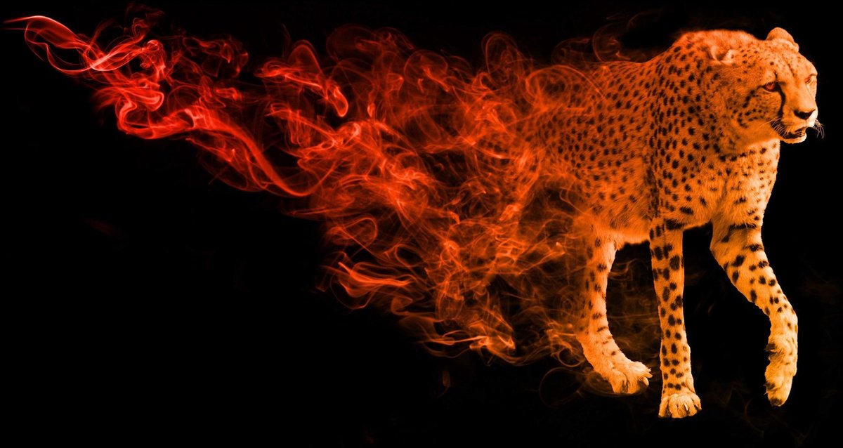 Wereld vasten land dier cheetah wildlife afbeelding, Afrikaanse ...