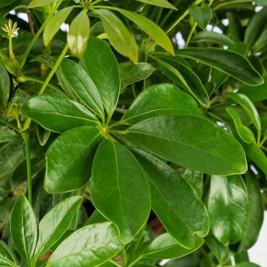 Schefflera Compacta 100 cm | bol.com