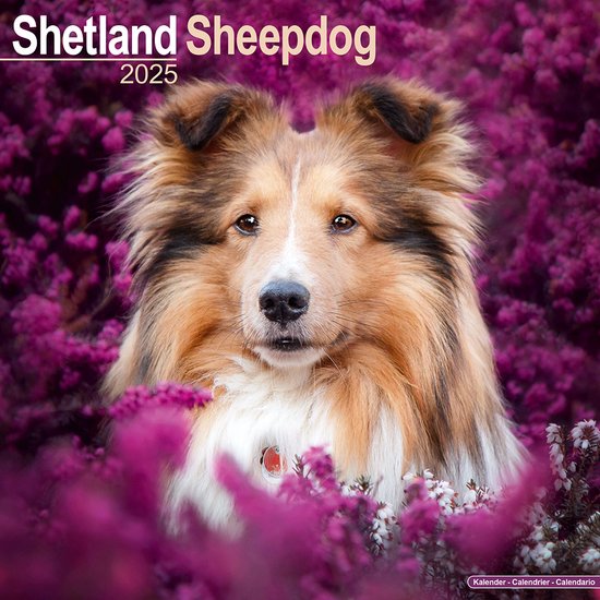 Sheltie - Shetland Sheepdog Kalender 2025 | bol