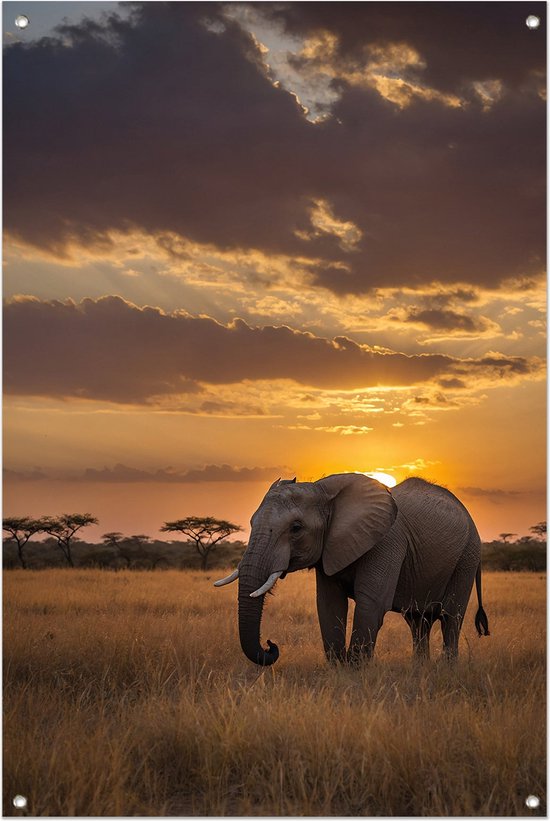Olifant posters - Dieren tuinposter - Tuinposters Zonsondergang ...