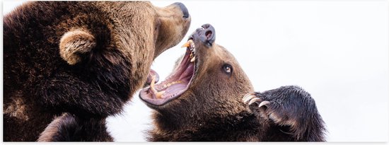 WallClassics - Poster (Mat) - Vechtende Bruine Beren - 90x30 cm Foto op ...