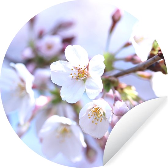 WallCircle - Muurstickers - Behangcirkel - Bloemen - Sakura - Tak - 30x30 cm -... | bol