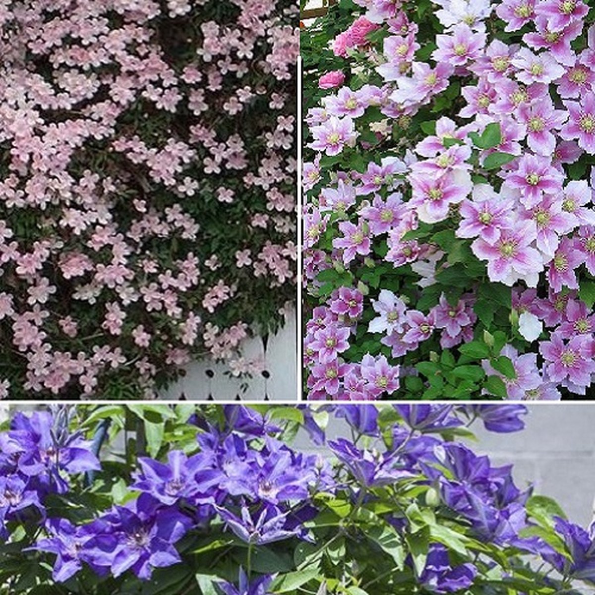 3 x Clematis Klimplanten mix: 3 halen, 2 betalen! - Lila (Piilu ...