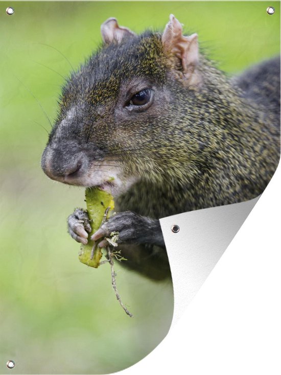 Tuinposter - Tuindoek - Tuinposters buiten - Etende agoeti - 90x120 cm ...