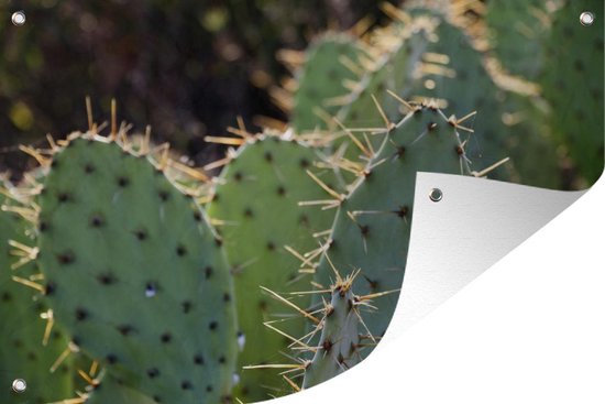 Tuinposters buiten Botanical Cactus Fotoprint - 90x60 cm - Tuindoek ...