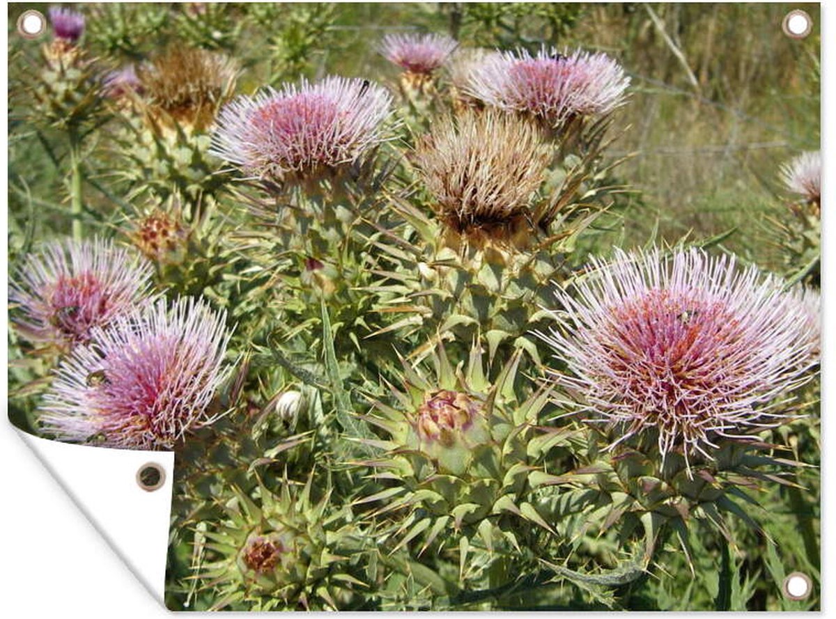 Tuin decoratie Verschillende planten van kardoen tijdens een zonnige ...