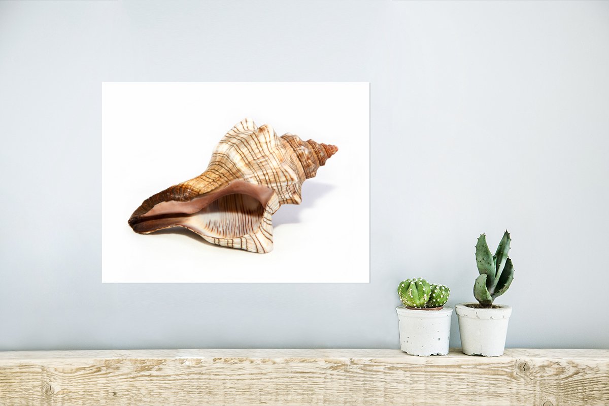 Schelp op een witte achtergrond poster 40x30 cm - klein - Foto print op ...