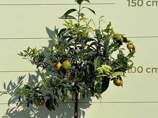 Mandarijnboom - Citrusboom - Citrus Reticulata - Pot ⌀ 34cm - Hoogte ...