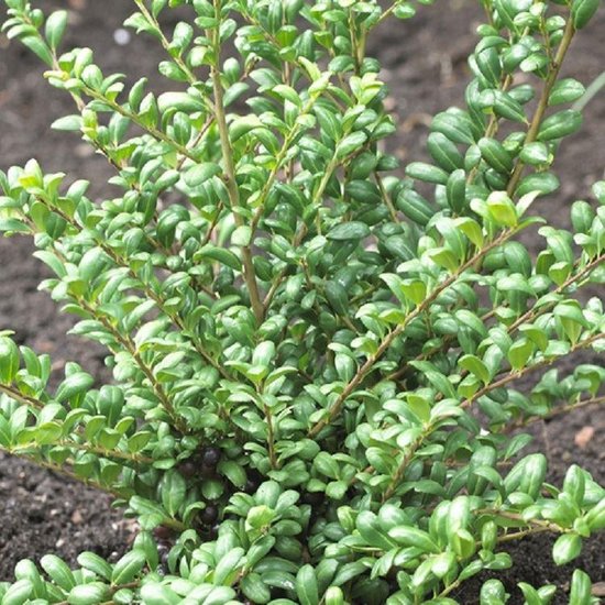 12 x Ilex Crenata 'Convexa' - Chinese Hulst in C2 pot met hoogte 20 ...