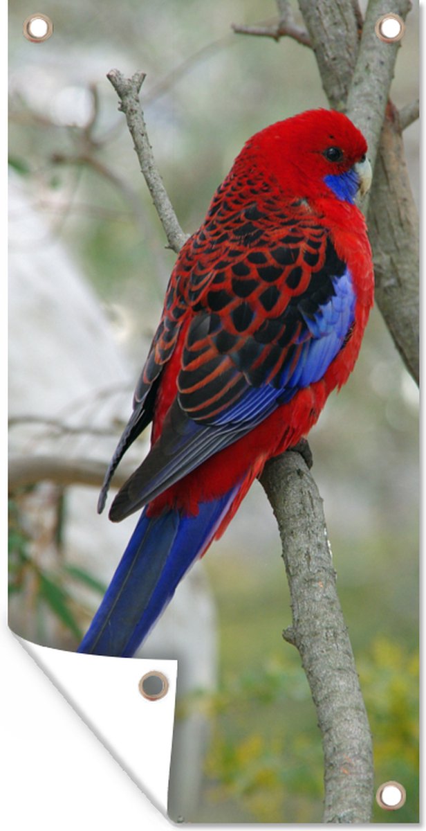 Décoration murale murale d'extérieur Perruche rouge vif dans un arbre ...