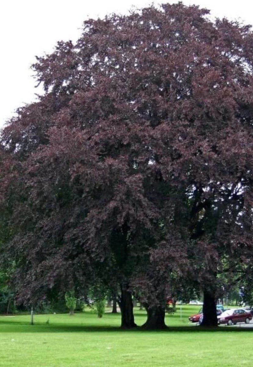 Jonge Rode beukenboom | Fagus sylvatica 'Atropunicea' | 100-150cm ...