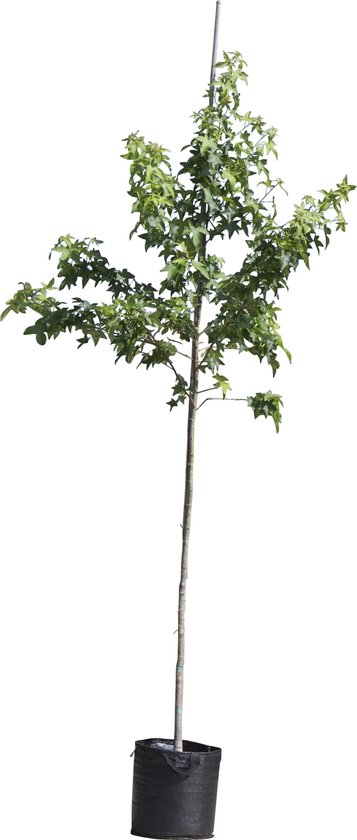 Amberboom hoogstam 200 cm | Liquidambar styraciflua 6-10 cm | Bomenbezorgd.nl | bol