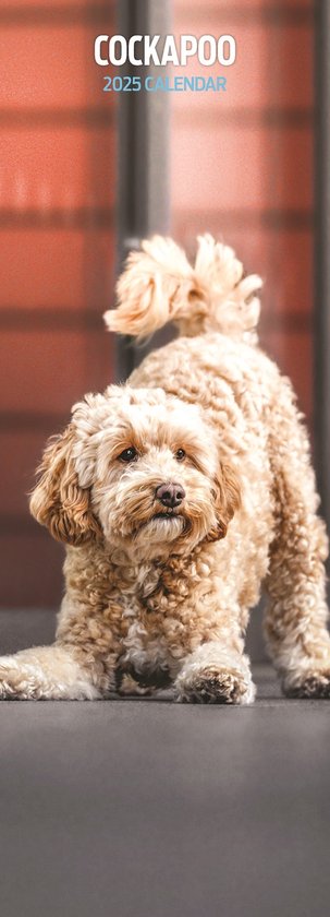 Cockapoo Kalender 2025 Slimline | bol