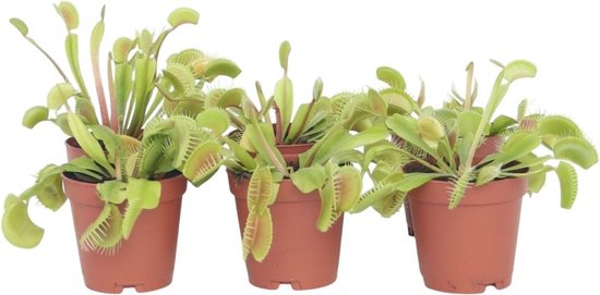 Plant in a Box - Dionaea Muscipula - Vleesetende plant - Set van 6 ...