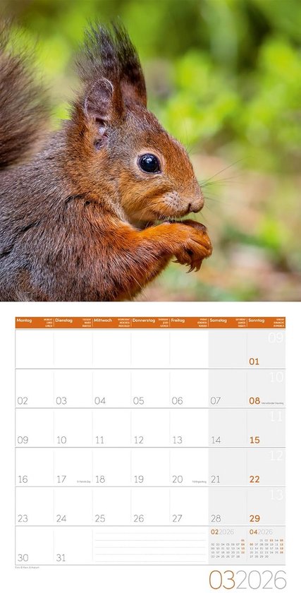 Wandkalender 2026 Eekhoorns - Maandkalender Notities - 30x30 cm | bol