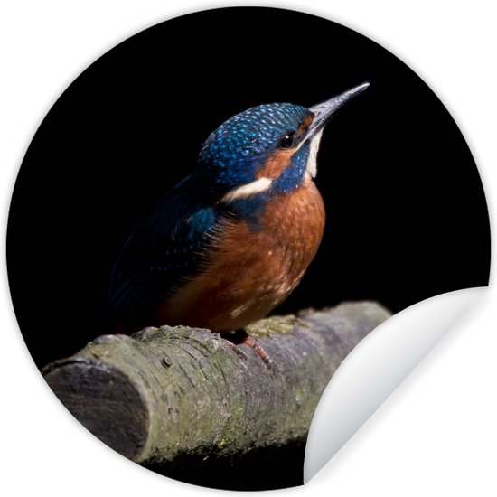 WallCircle - Muurstickers - Behangcirkel - IJsvogel - Tak - Veren - Zwart - 100x100 cm... | bol