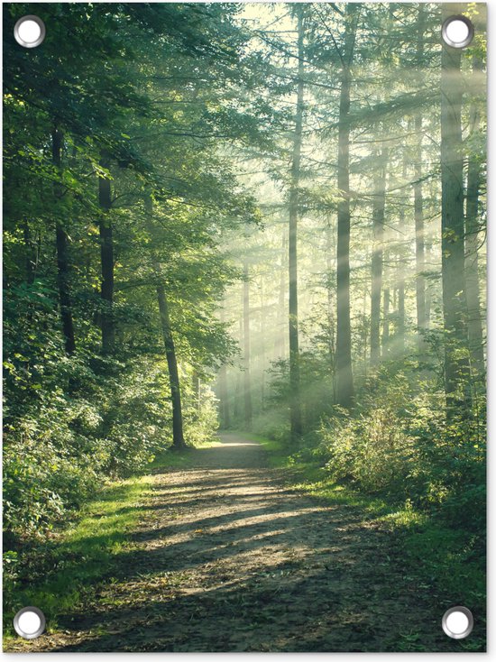 Tuin decoratie Bos - Pad - Zon - Bomen - Groen - Natuur - 30x40 cm ...