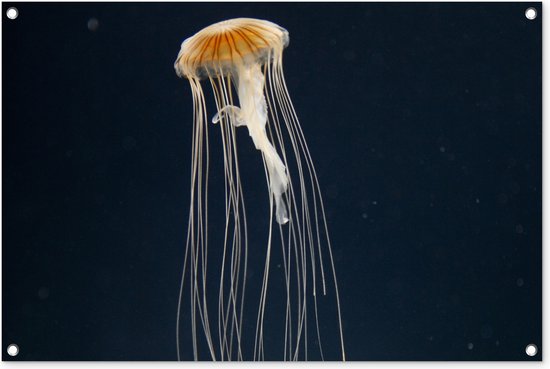 Tuinposters buiten Kwal - Zeedier - Tentakels - 90x60 cm - Tuindoek ...
