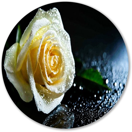 Witte roos met waterdruppels - Roos wandcirkel - Wandschalen bloemen ...