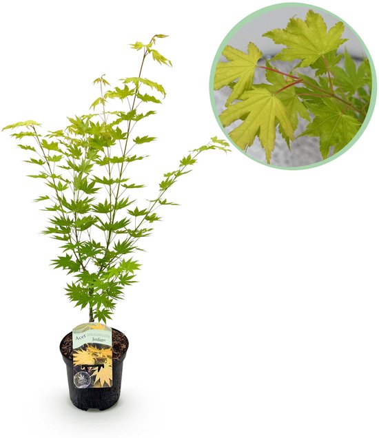Tuinplantenshop.com | Terrasplant - Japanse Esdoorn - Acer palmatum ...