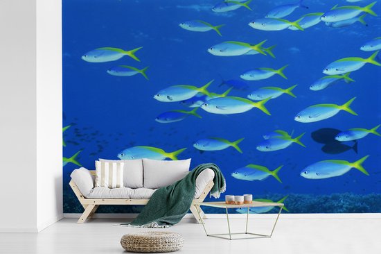 Behang - Fotobehang Vis - School - Zee - Breedte 360 cm x hoogte 240 cm ...