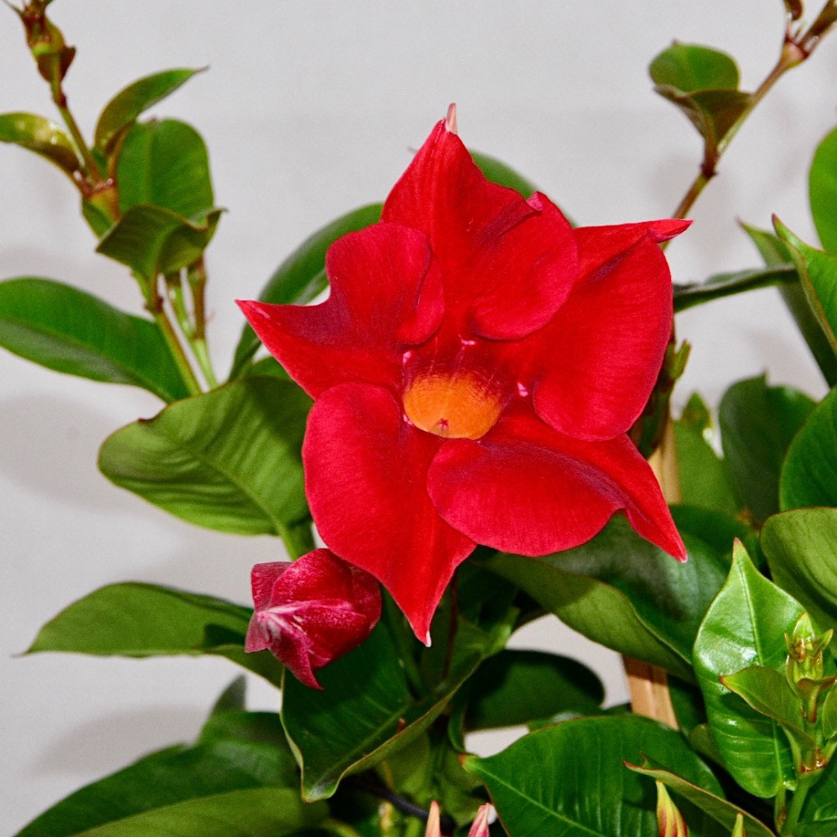 ZynesFlora - Mandevilla - Sundaville - Dipladenia Ø 17 cm - Hoogte: 65 ...