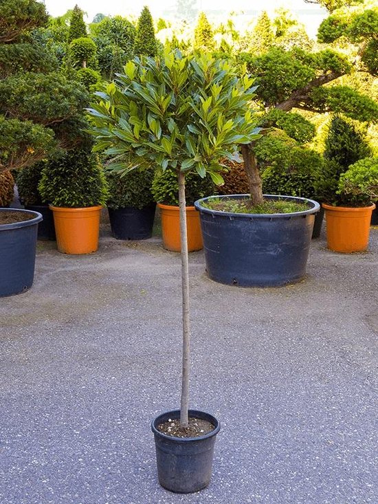 Laurierboom Laurus Nobilis op stam M 120 cm tuinplant | bol