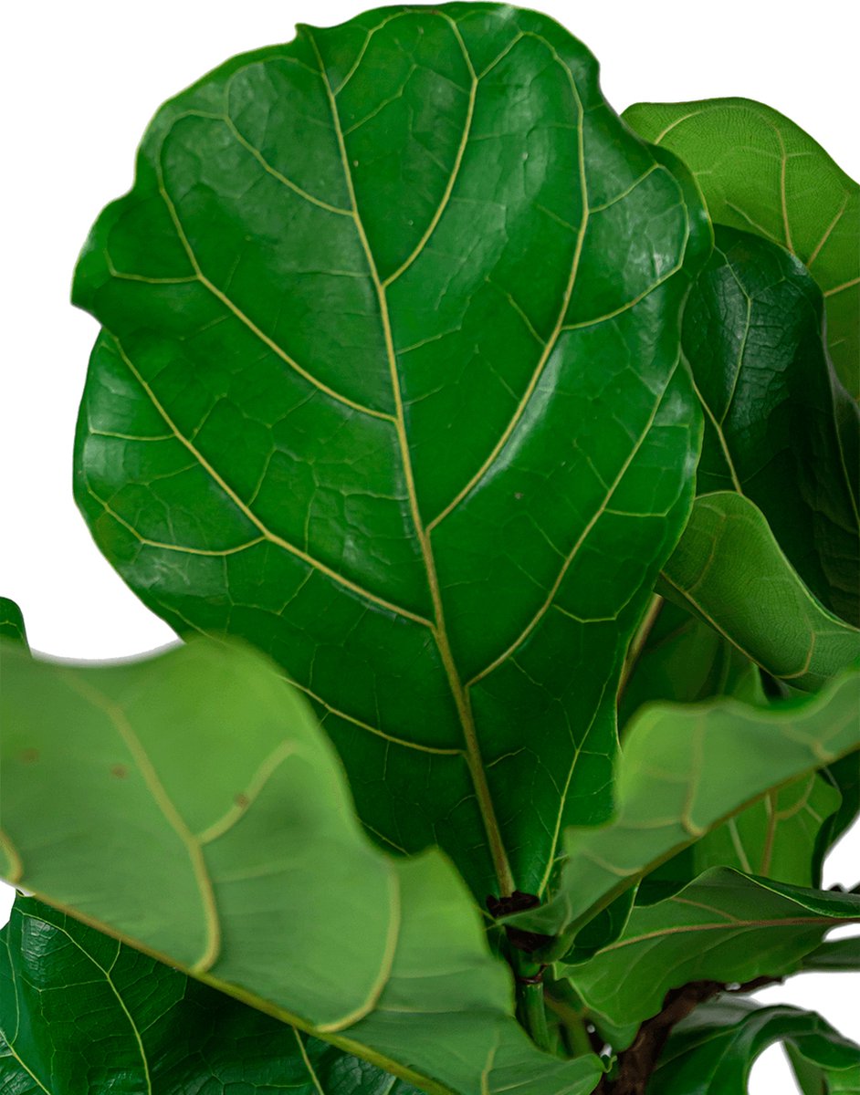 Ficus Lyrata op stam in Grigio Egg Concrete wit | Vioolbladplant ...