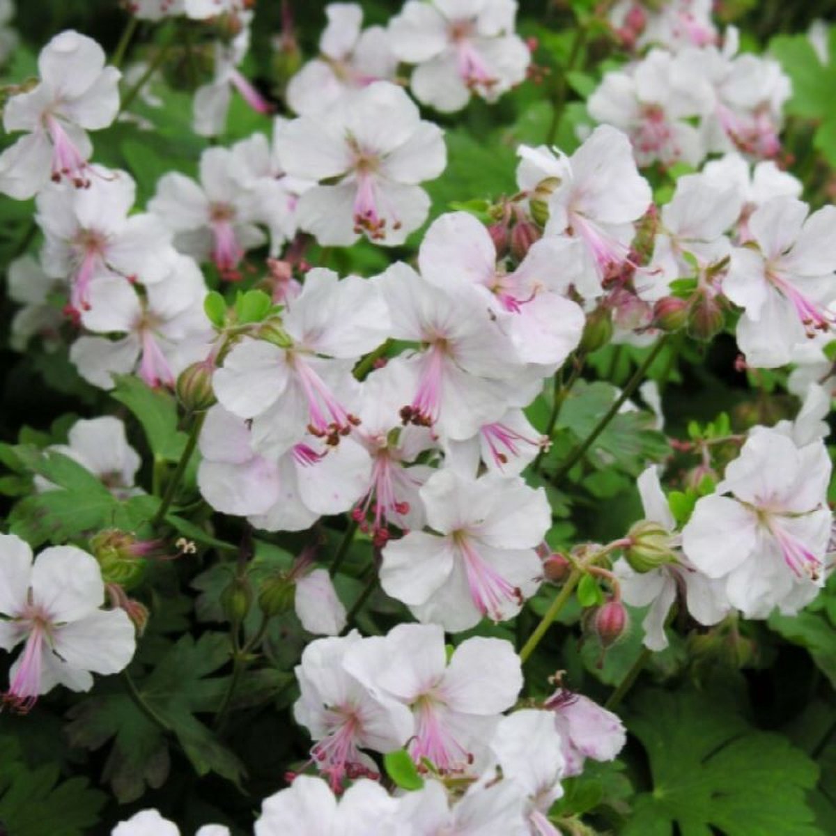 25 x Geranium Biokovo - Winterharde Bodembedekker - Ooievaarsbek in ...