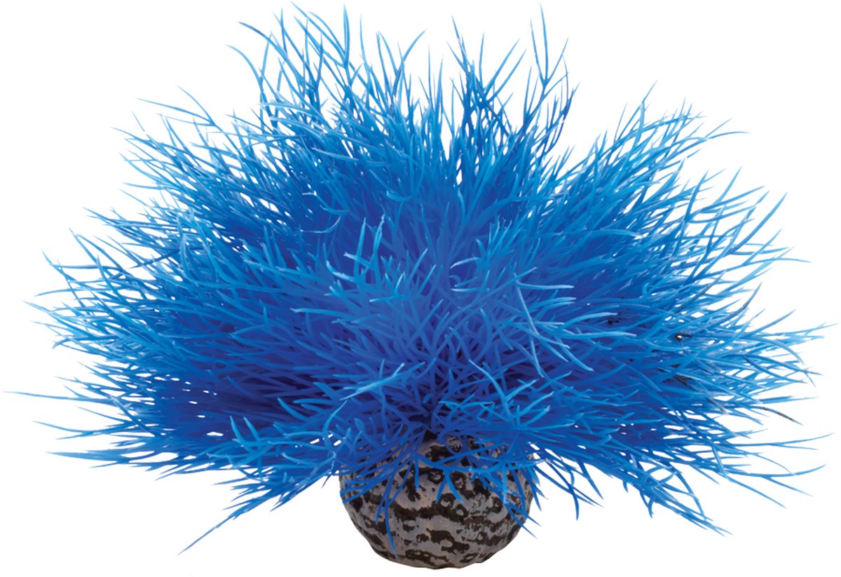 biOrb aquarium zeelelie - blauw | bol.com