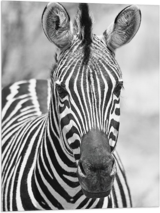 WallClassics - Vlag - Kop van Prachtige Zebra (Zwart- wit) - 60x80 cm ...