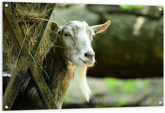 WallClassics - Tuinposter – Geit met Lange Sik van achter Hooibak ...