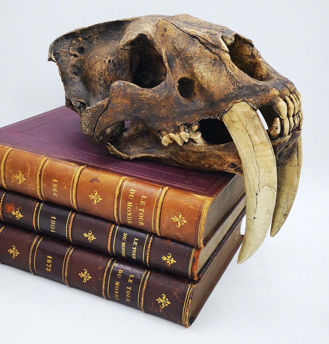 Préparation boutique réplique fonte crâne Smilodon préhistorique | bol.com