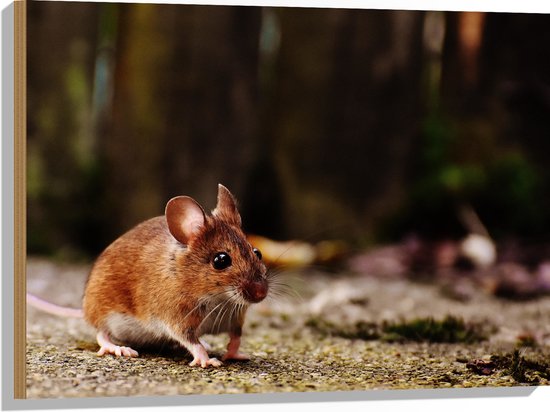 Hout - Klein Veldmuisje in het Bos - 80x60 cm - 9 mm dik - Foto op Hout ...