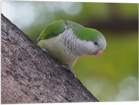Vlag - Groen met Witte Parkiet op Dikke Boomstam - 80x60 cm Foto op ...