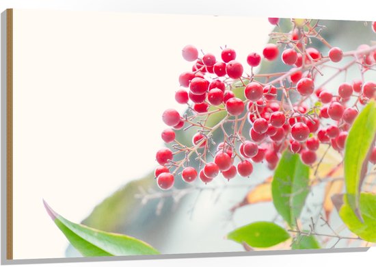 WallClassics - Hout - Rode Besjes aan een Plant - 120x80 cm - 9 mm dik ...