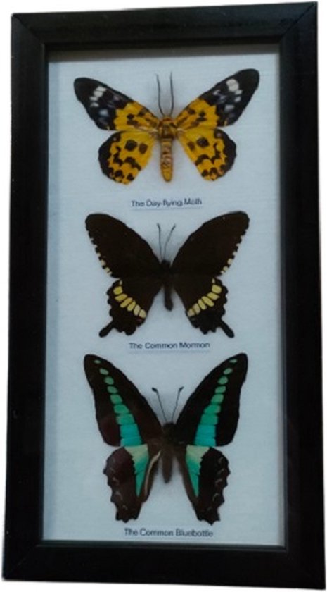 vlinder vlinders vlinder echt insect insecten opgezette vlinder ...