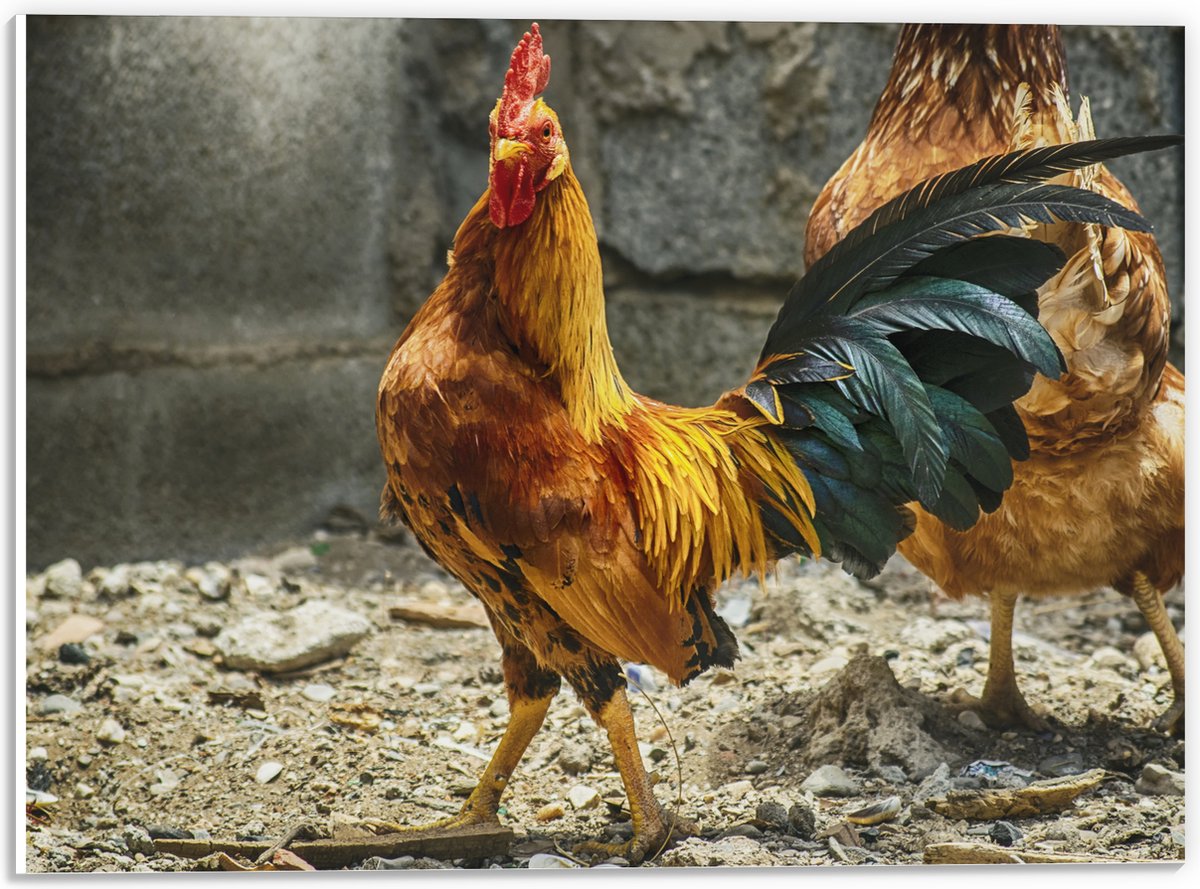 WallClassics - Assiette en Mousse PVC - Coq avec Kip - Photo 40x30 cm ...