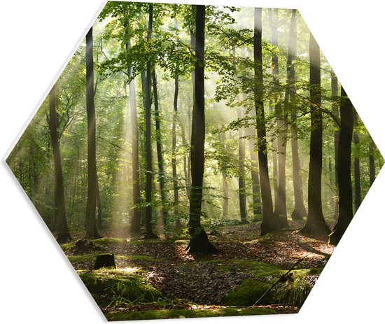 PVC Schuimplaat Hexagon - Lichtstralen van Zon door Groene Bomen ...