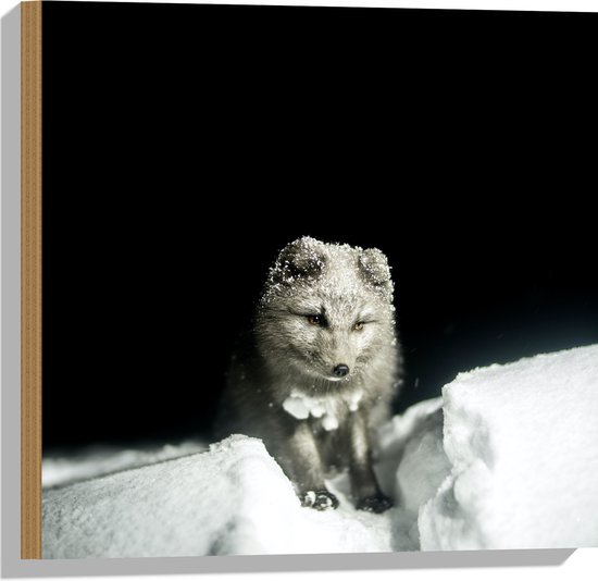 WallClassics - Hout - Grijze Vos in de Sneeuw - Poolvos - 50x50 cm - 9 ...
