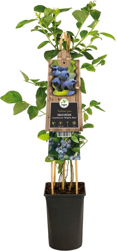 Blauwe Bessen Plant Vaccinium Corymbosum Brigitta Blue 75 cm klimplant ...