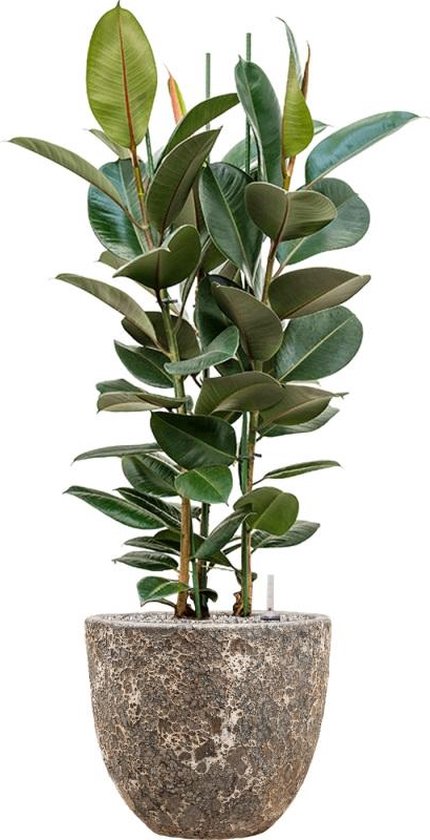 Plant in Pot Ficus Elastica Robusta 125 cm kamerplant in Baq Lava Relic ...