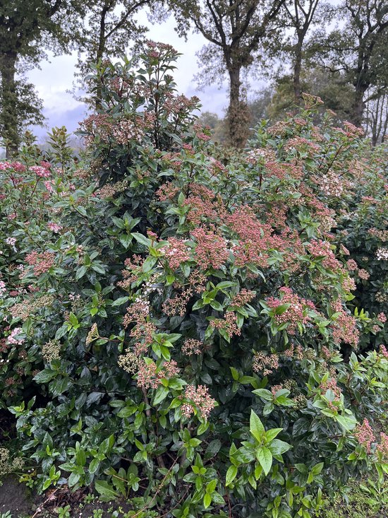 2x Viburnum Tinus Sneeuwbal struik 80-100cm | bol.com