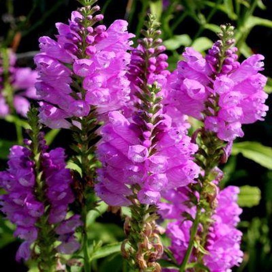 12x Scharnierplant (Physostegia virginiana 'Bouquet Rose') - P9 pot ...