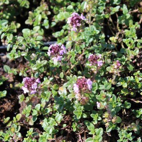 12x Tijm (Thymus 'Doone Valley') - P9 pot (9x9) | bol