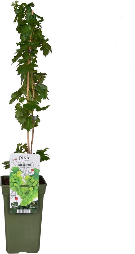 Vitis Pixie 'Riesling' (biologisch) – ↨ 65cm – ⌀ 19cm | bol