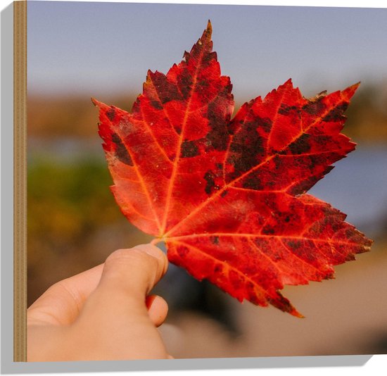 Hout - Rood Gekleurd Blad in Mensenhand - 50x50 cm - 9 mm dik - Foto op ...